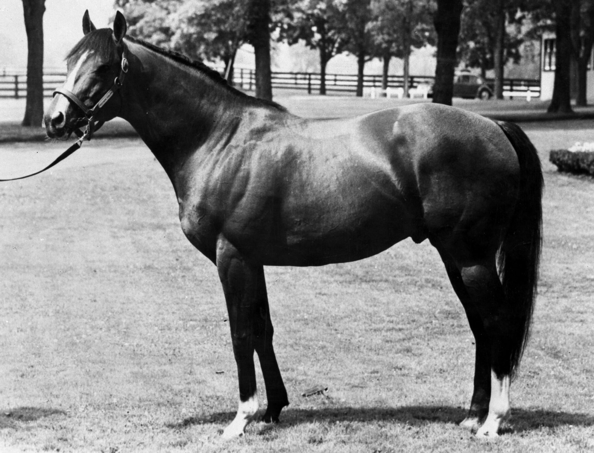 Significant Champion Sires of G.B. & ireland - Michael Church Racing ...
